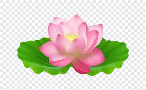 Lotus Vector Png Lotus Vector Watercolor Lotus Lotus