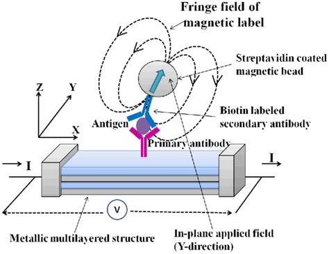 Magnetic Particles In Ultrasensitive Biomarker Protein Measurements For