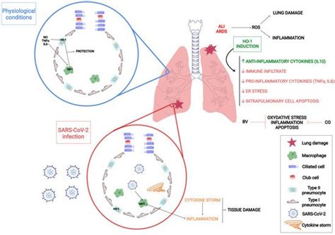 Heme Oxygenase For Inflammatory Disease Encyclopedia MDPI