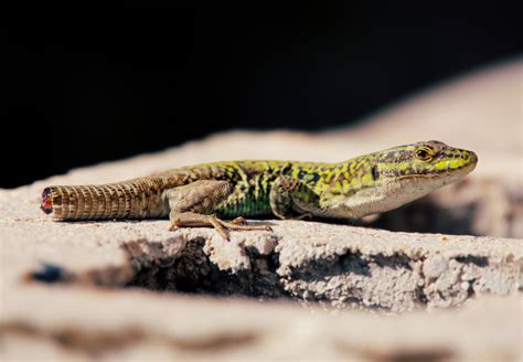 What Do I Do If My Lizards Tail Falls Off Vet Verified Causes Facts And Tips The Vet Desk