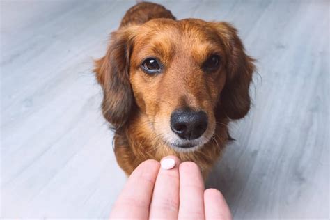 What To Do When Your Dog Throws Up After Taking Medication