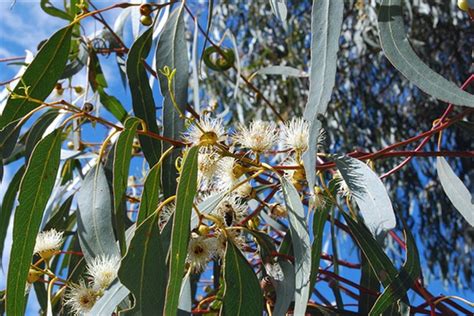 Eucalyptus Globulus Buy Online Tasmanian Blue Gum Tubestock 1 50