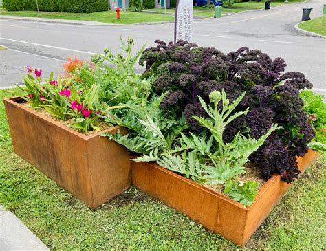 Plantograph • პლანტოგრაფი 🪴 ფიკუს ლირატა 79₾ შერჩეული კერამიკული ქოთნით 🟥 ლირატა მარადმწვანე