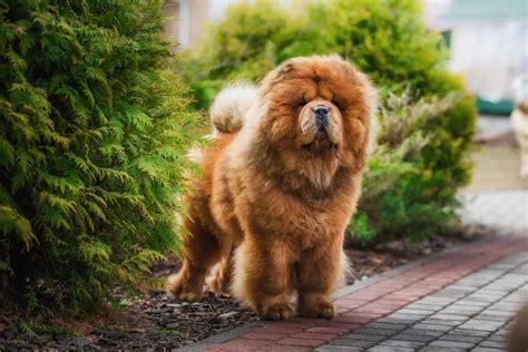 8 Unique Chow Chow Colors A Guide To Rare Patterns