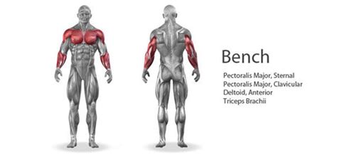 Flat Bench Press Muscles Worked