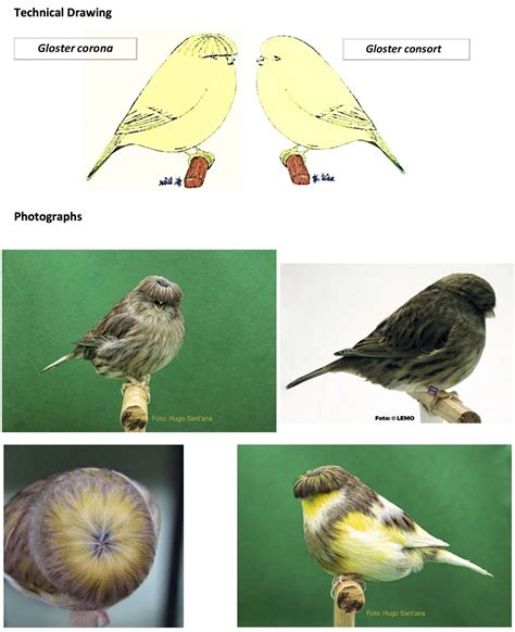 Com International Gloster Standard International Gloster Breeders