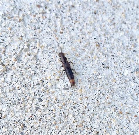 Insect With Pinchers On Rear Abdomen Ermaptera Earwig Bugguide Net