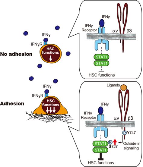 Integrin αvβ3 Enhances The Suppressive Effect Of Interferon γ On