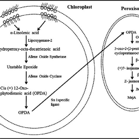 Effect Of Melatonin On The Expression Of Phosphatidylinositol Download Scientific Diagram
