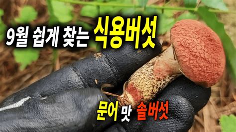 능이버섯정찰 산행 중에 만났던 독버섯 붉은비단그물버섯이 지금 지천입니다 산속에서 나는 해물이라는 솔버섯 제가 직접 먹어보고 말씀 드립니다 Ft야생버섯탐구 Youtube