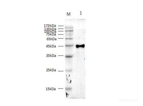 High Affinity And Specificity Strep Tag II Monoclonal Antibody E AB 48009 At Elabscience Com