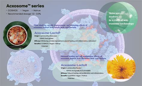Exosomes Derived From Plant Based Lactic Acid Bacteria
