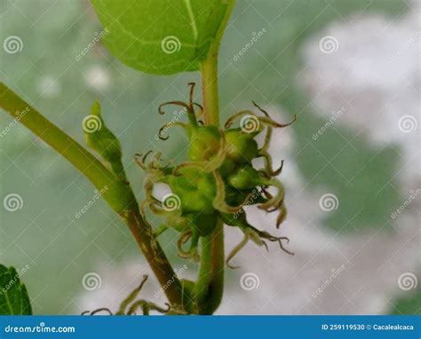 Mulberry Fruit A Cluster Composed Of Several Small Drupes That Are