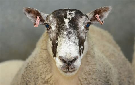 Sheep Study Lends Insight Into Gene Variation The Roslin Institute