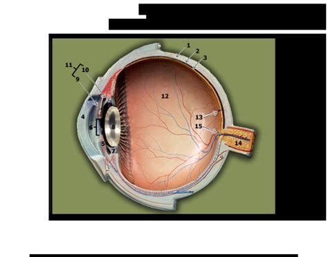 Fibrous Layer Outer Layer Quiz