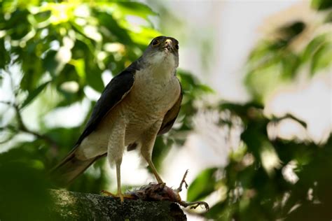 無念？ ツミ ♂ 3 By B88 （id：13052172） 写真共有サイトphotohito