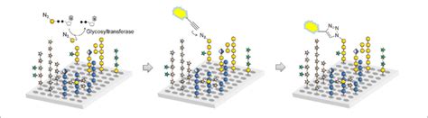 Glycan Array Assay For Gt Characterization Glass Slides Equipped Download Scientific Diagram