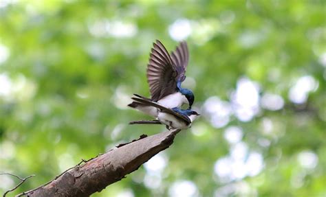 Tree Swallows Are Fighters But Also Vulnerable Victims Of The Cold And Many Natural Predators Tree Swallows Are Fighters But Also Vulnerable Victims Of The Cold And Many Natural Predators