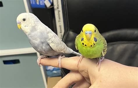 Sex Please R Budgies