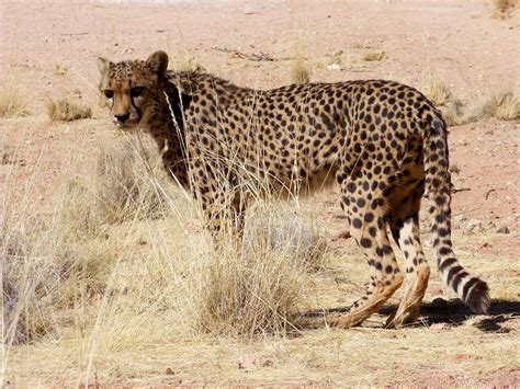 Gepard Jagdleopard Tiere Säugetiere Goruma