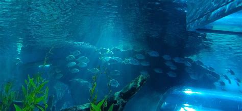 The Ultimate Guide To Counterfactual Explanations For Classification Models By Chetana Didugu