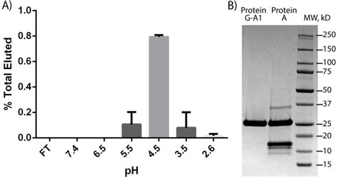 Applications For An Engineered Protein G Variant With A PH Controllable Affinity To Antibody