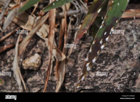 Wild Grass Covered In Scale Insects Bowling Green Bay National Park Alligator Creek