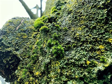 Tree Moss Lichen Free Photo On Pixabay Pixabay