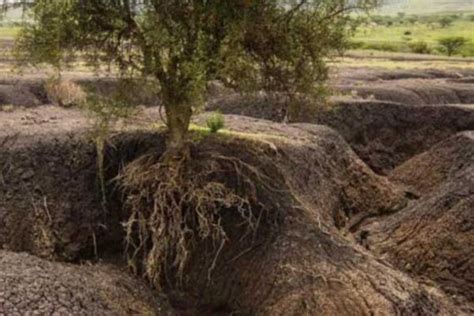 Plant Root Hairs Key To Reducing Soil Erosion Farmers Review Africa