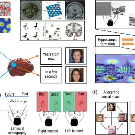 Allocentric And Egocentric Organization Of Spatial And Nonspatial