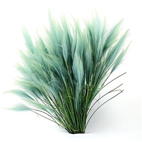 Premium Ai Image Cloud Nine Switchgrass Bluegreen Spray Bouquet Soft Cloudl Isolated On White