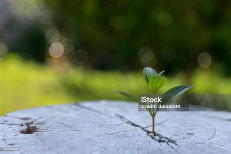 토양에서 자라는 어린 식물이나 나무 식물은 자연 생태계에서 성장합니다 어린 푸른 나무는 우리의 환경 시스템에 중요합니다 농업 개발은 환경에 해를 끼칩니다 0명에 대한 스톡