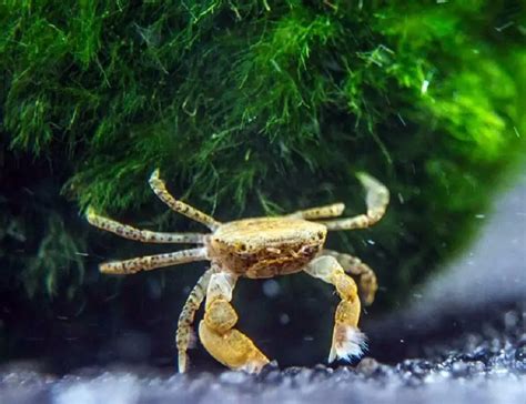 Freshwater Crabs For Aquariums
