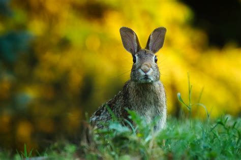 using a high level rabbitmq client in go r golang
