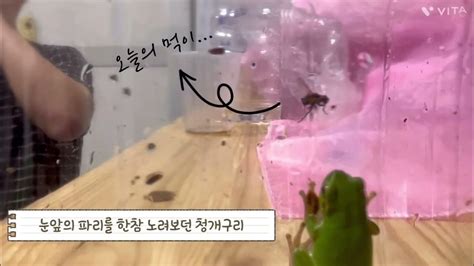 파리잡아먹는 청개구리 순간포착 Youtube