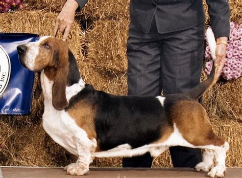 The Basset Hound Wrap Front Showsight