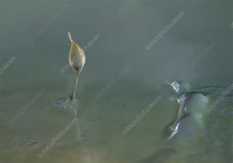 Amoeba Fruiting Body Light Micrograph Stock Image C056 2217 Science Photo Library