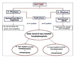 Phytase In Poultry Nutrition A Tool For Phytate Degradation And