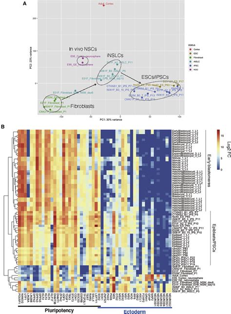 Bulk Mrna Seq Analysis Of Marmoset Cells A Pca Of Marmoset Samples
