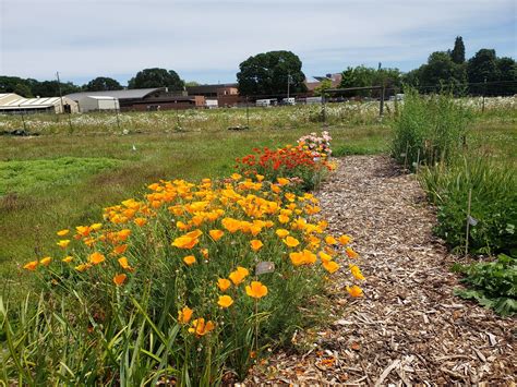 Garden Ecology Lab Socio Ecological Research In Urban And Suburban Garden Systems Page