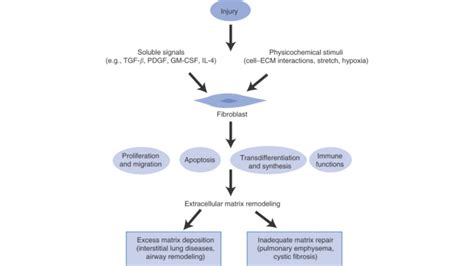Exploring The Life Cycle Of Fibroblast Cells