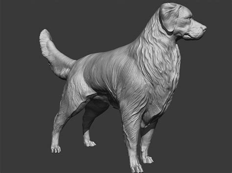 golden retrieve 3d model turbosquid 2157272