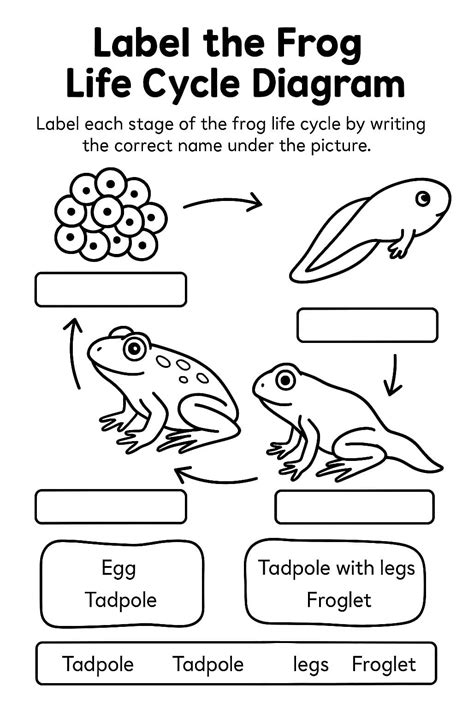 Label The Frog Life Cycle Diagram Worksheet Download And Print Now
