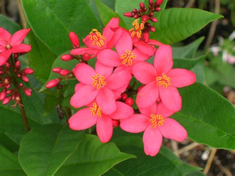 Jatropha Integerrima Peregrina Tree1 Richard Lyons Nursery Inc
