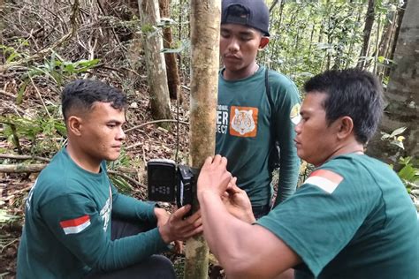 Patrolling And Protecting Tiger Habitat International Tiger Project