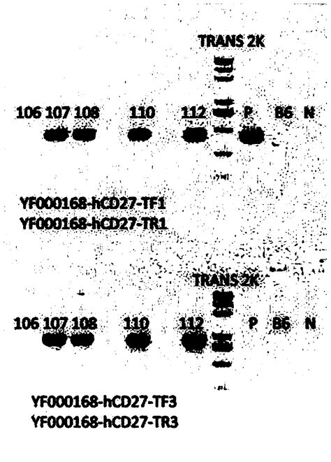 Construction Method And Application Of Cd27 Humanized Mouse Model Eureka Patsnap
