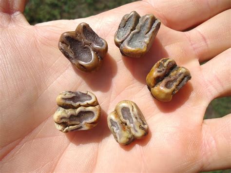 Five Top Quality Colorful Manatee Teeth Recently Sold Fossils