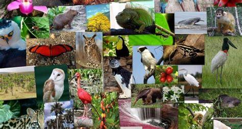Más De 4000 Especies Animales Y Vegetales De Las Que No Se Tienen Datos