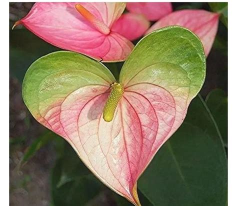 你知道紅掌花開著開著就由紅變綠的原因是什麼嗎 每日頭條
