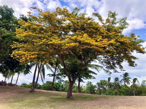 Narra Tree